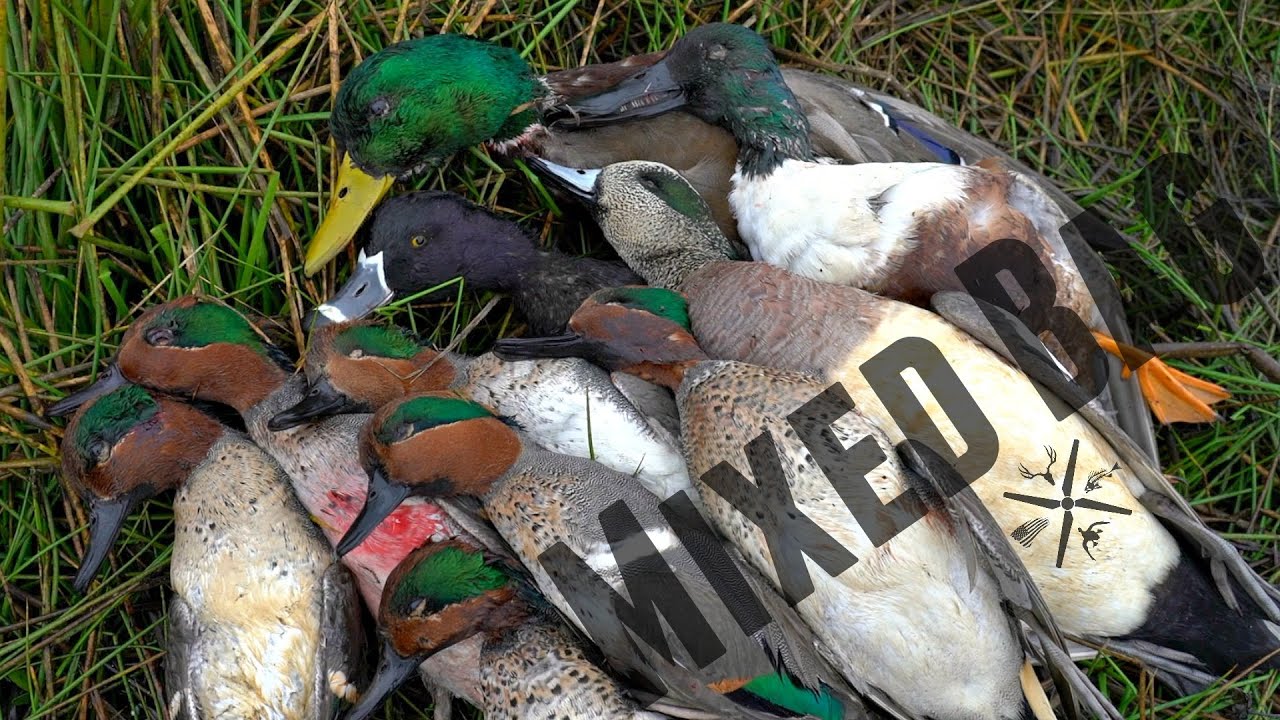 Duck Hunting - ALL DRAKE Duck Hunt! - YouTube