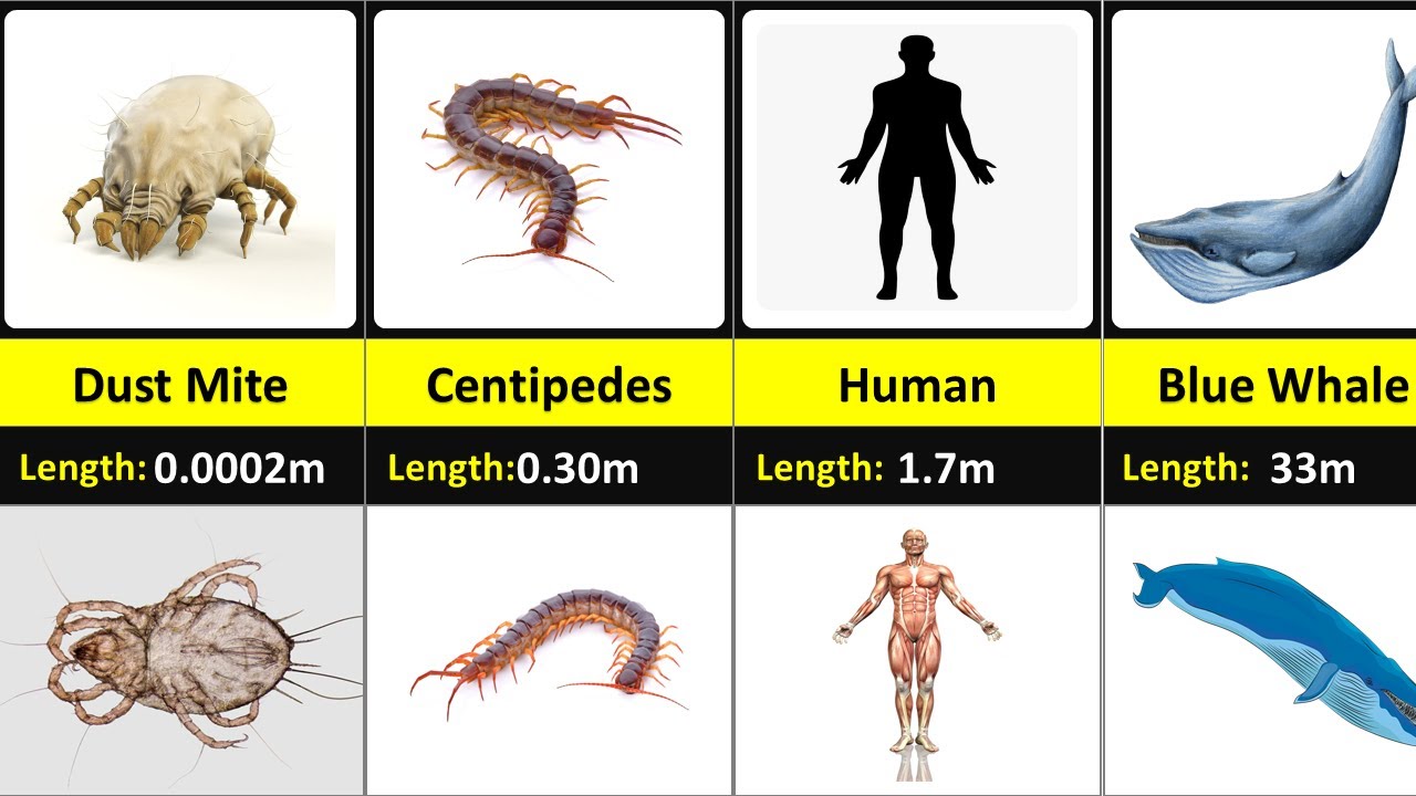 Comparison _ Different Animals Size - YouTube