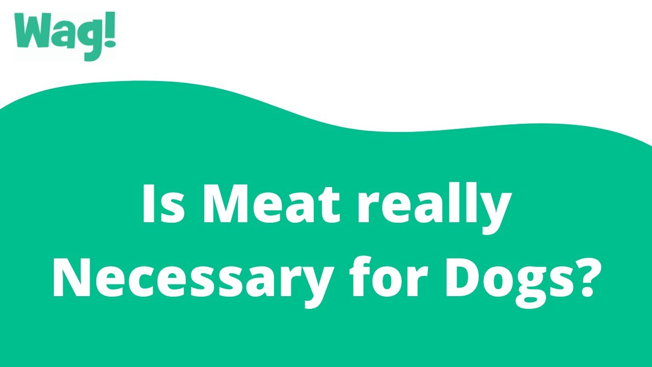 Do Dogs Really Need Meat
