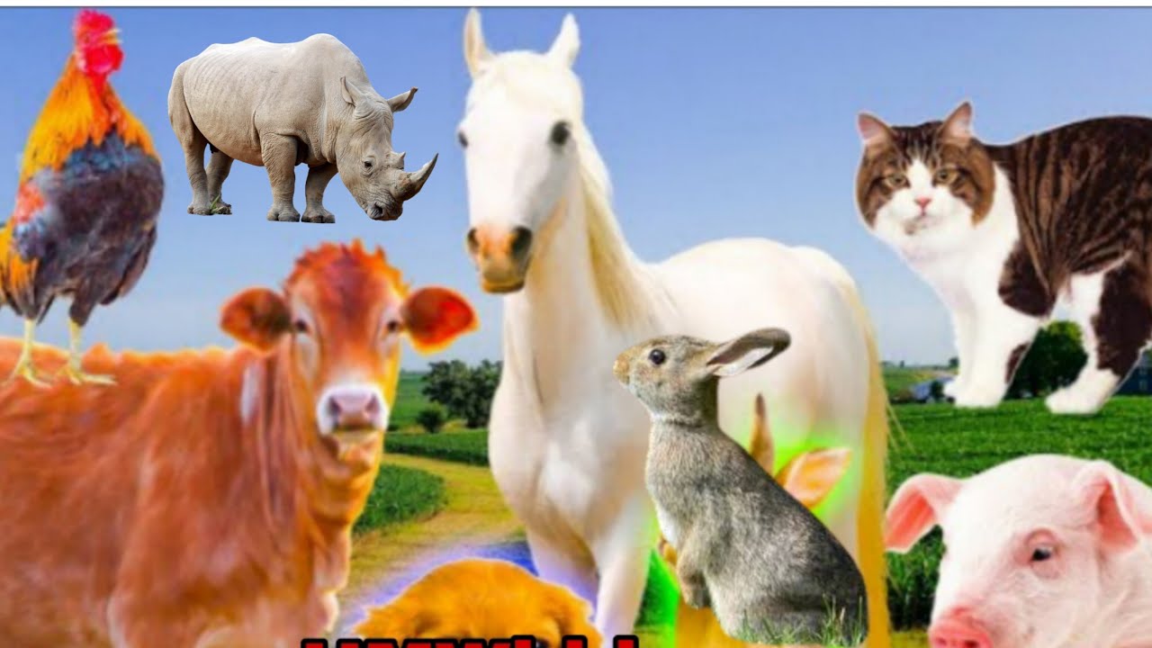 Farm animal ,sounds of wild animals,learn name of animal,real animal ...