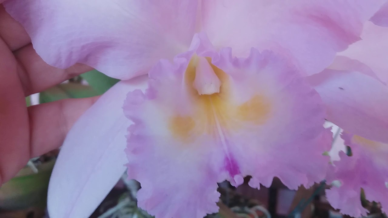 CULTIVO DE CATLEIA UNIFOLIAR.. - YouTube