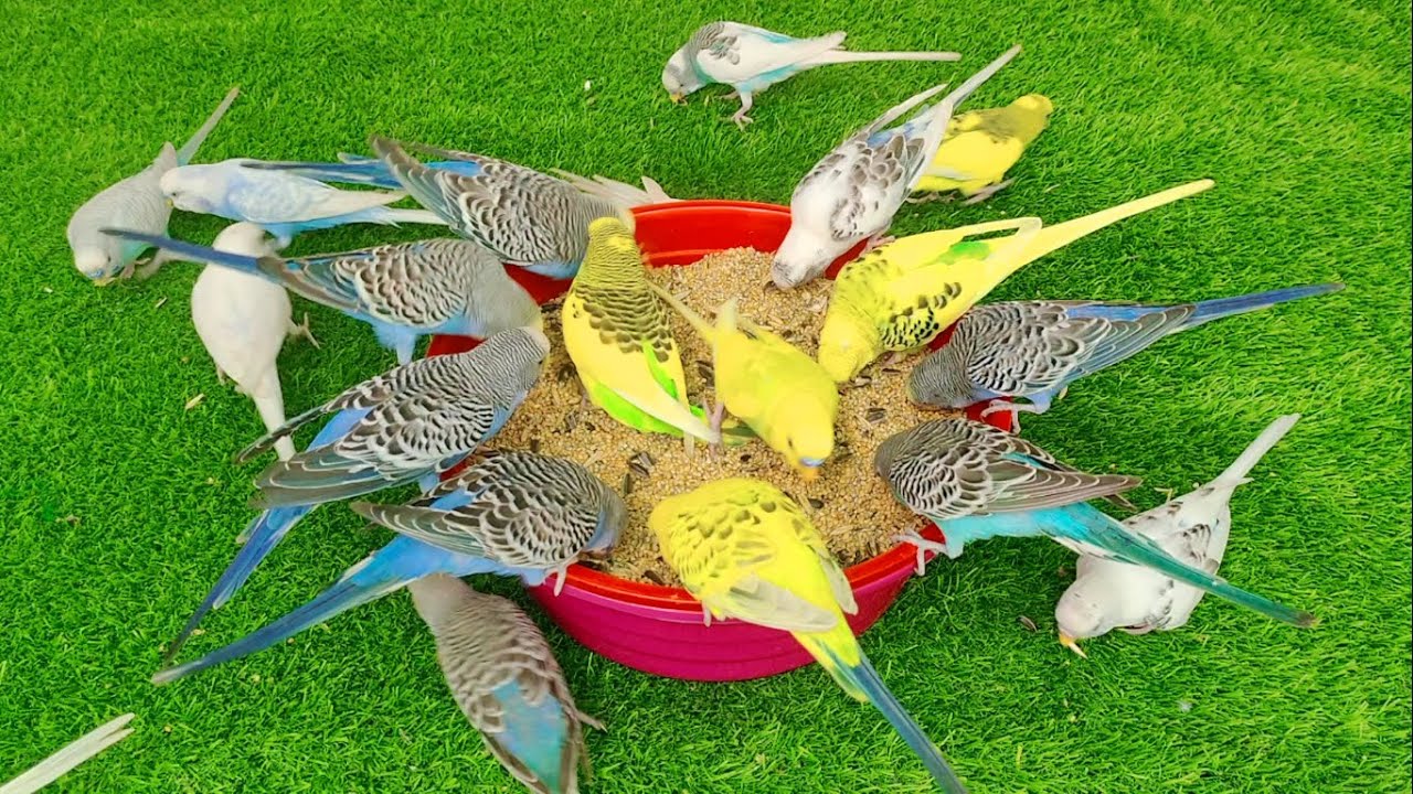 Parakeets Doing Blast Activities Early Morning Loud Sound & Fighting ...