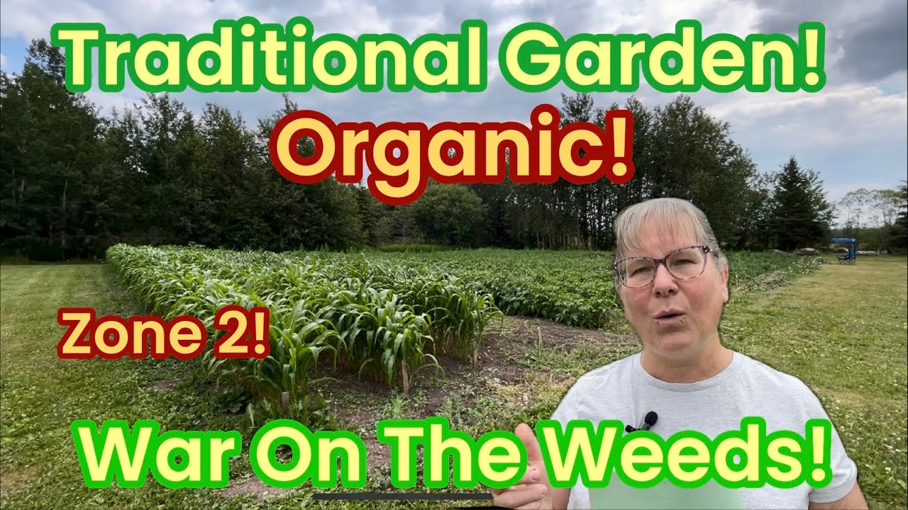 Weeds Everywhere! Woes Of Traditional Gardening! No Herbicides ...