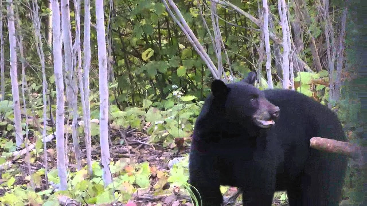 Tim Albrecht Ken Albrecht Bear hunting 2012 - YouTube