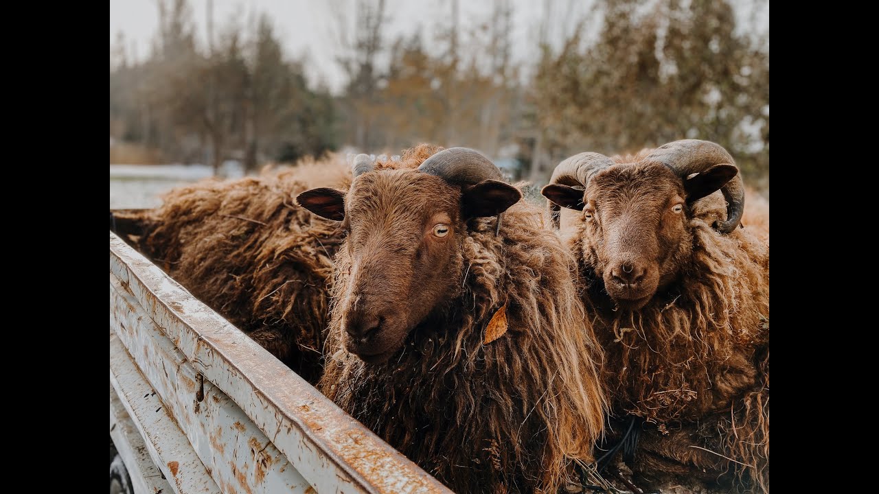A Wild Sheep Chase (never before seen 2022 footage) - YouTube