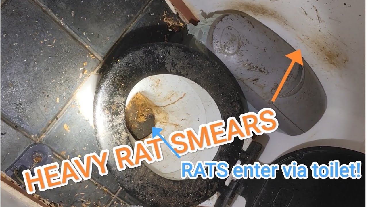 HEAVY RAT INFESTATION!!! - YouTube