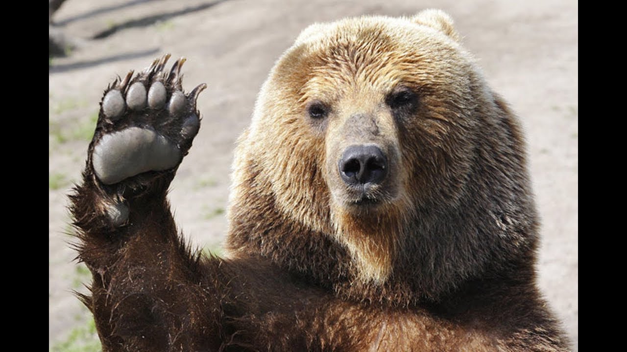 Wild Bear Attacks YouTube wild-bear-attacks-youtube
