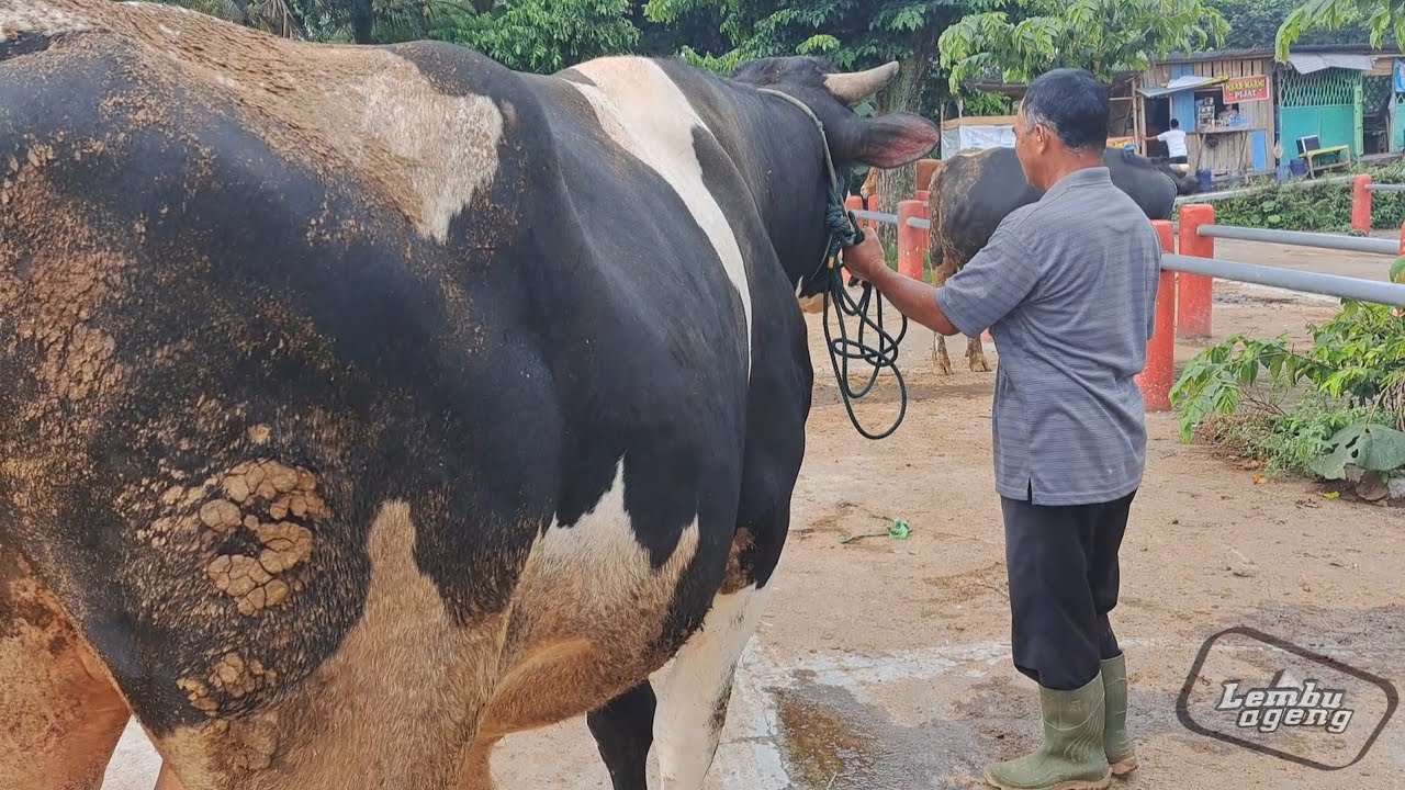 SAPI FH RAKSASA SUPER PANJANG DAN TINGGI - YouTube