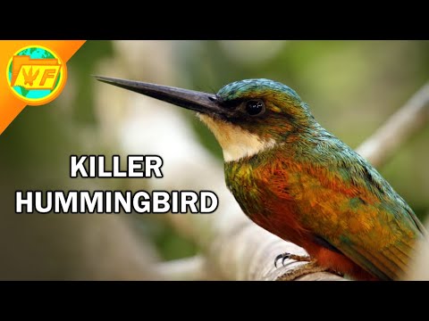 Huge Carnivorous Hummingbird VIOLATES Its Prey - The Jacamar - YouTube