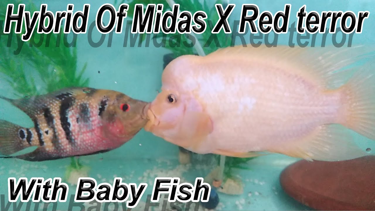 Hybrid of Midas x Red Terror with Baby Fish - YouTube