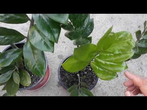 ZAMİA HANGİ TOPRAĞI SEVER, BAKIMI NASILDIR