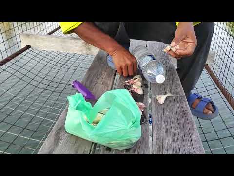 PASANG UMPAN IKAN BASONG - YouTube