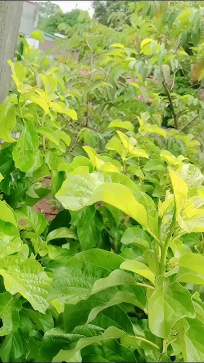 Green Leaves - YouTube