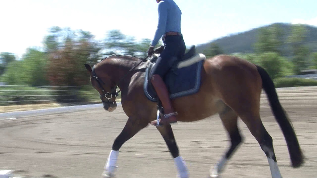Magnum, Dutch Riding Pony - YouTube