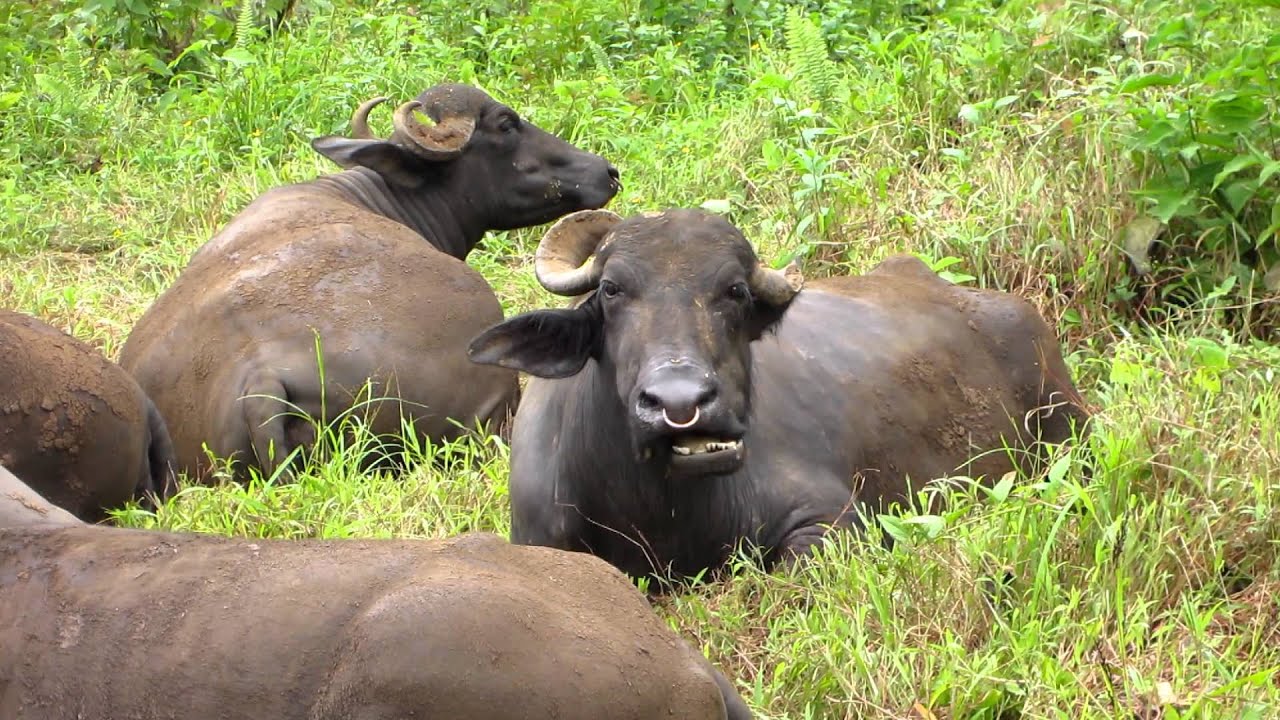 24 Second Video of a Water Buffalo Chewing - YouTube