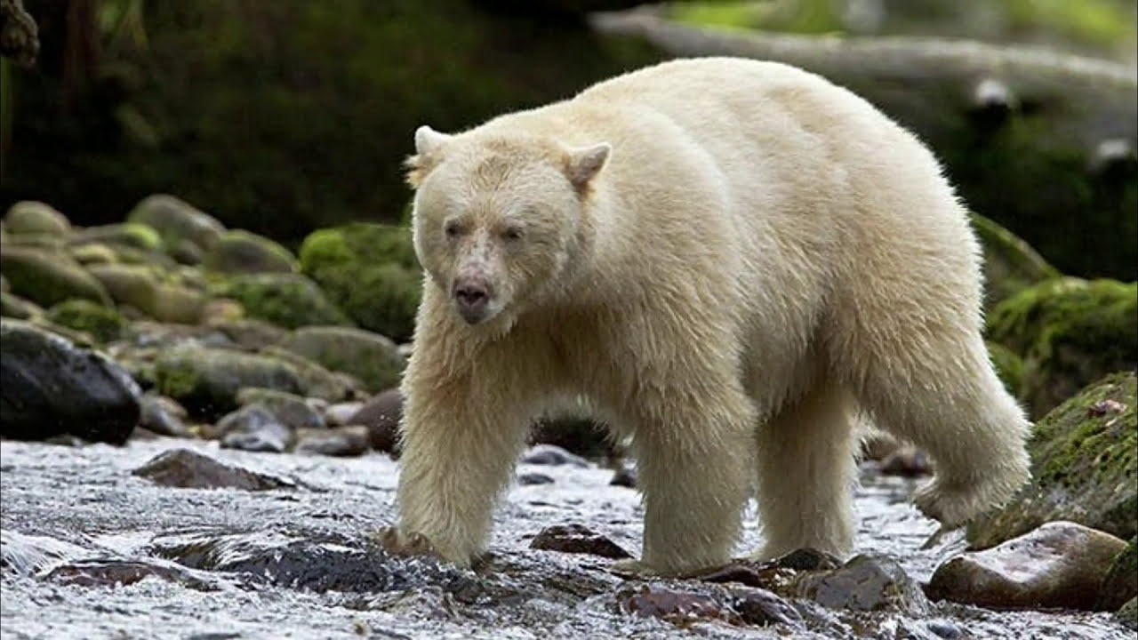 Animal Sounds (Donkey + Bear Sounds Effects) - YouTube