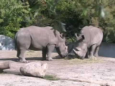 zoo1 - YouTube