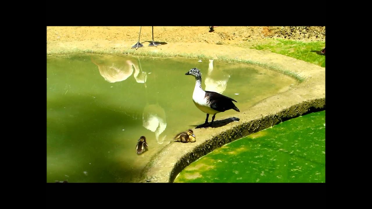 Female Comb Ducks with Chicks at Sylvan Heights Bird Park - YouTube