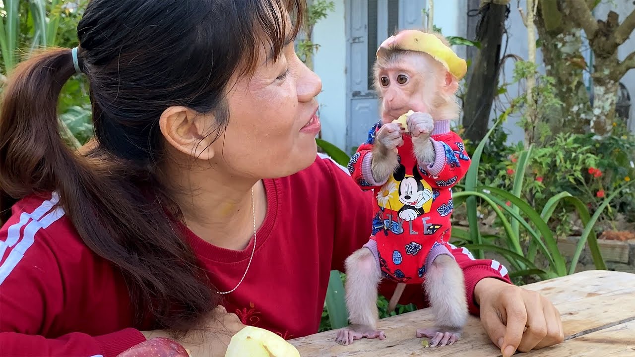 Monkey ZIM is impressed with the apple peel necklace on her head ...