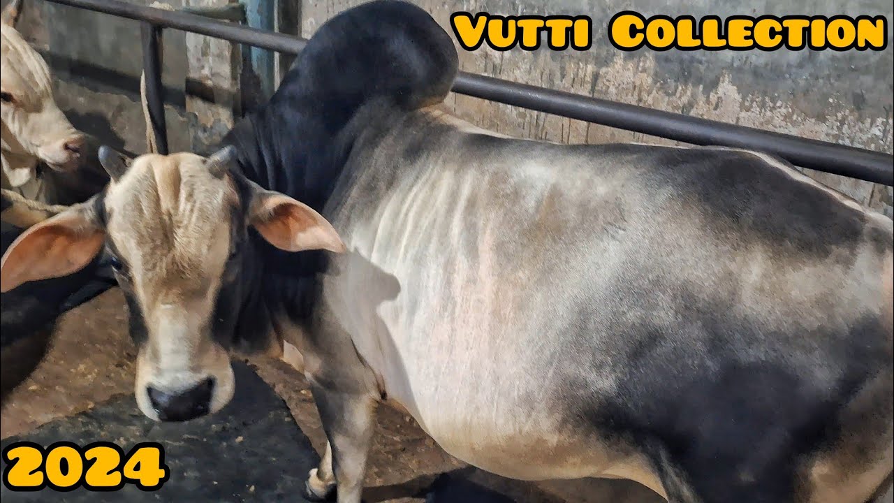 Sadeeq Agro 2024 Exclusive Vutti Collection | Cow Gallery | Gorur Video ...