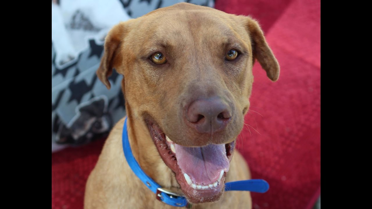 ADOPTED Waylon: RSPCA Dakabin - YouTube