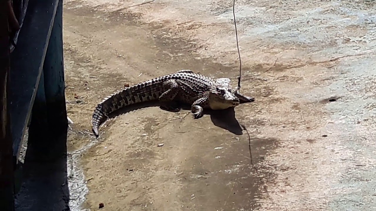 Caimán cubano 11/25/17 - YouTube