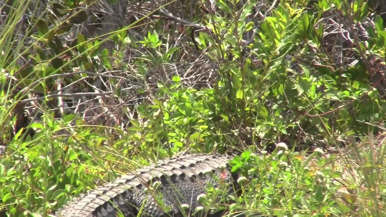 Wild Florida Alligator Attack - YouTube