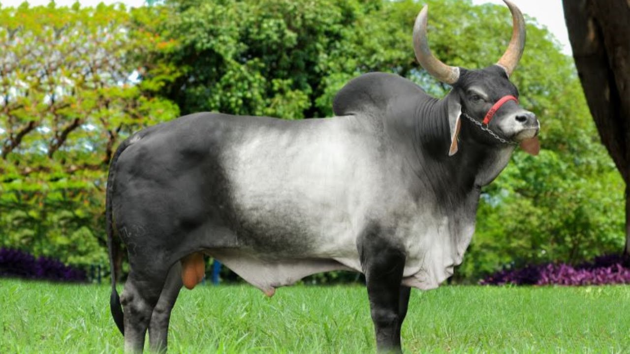 🔴 TORO Guzerat DIA SANTO D Los Mejores TOROS GUZERAT // Crea Tu NEGOCIO ...