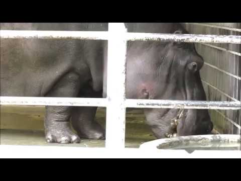 巨大カバ大食いする‼️【 東京上野動物園】 Hippo baby Tokyo Ueno Zoo