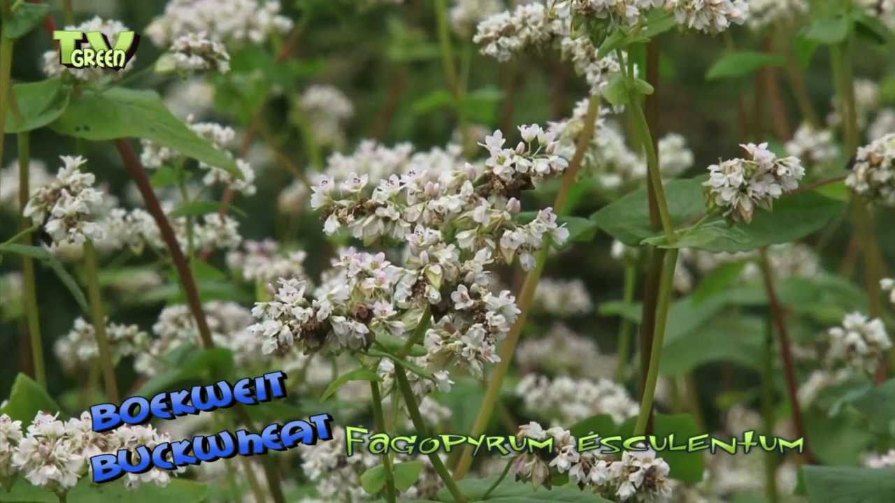 Boekweit - Buckwheat - Fagopyrum esculentum - YouTube