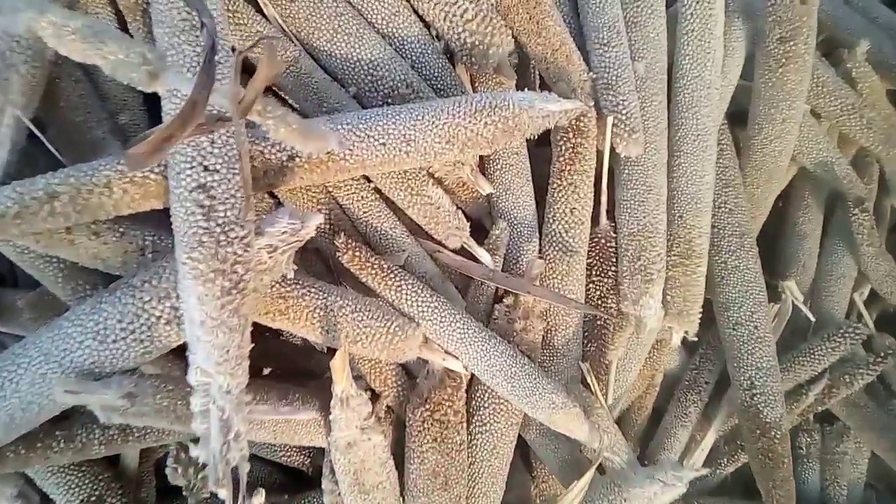 Pearl millet(bajra) harvesting in Rajasthan - YouTube