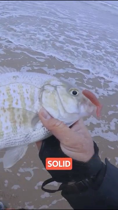 Huge benefit of a perch pouch for surf perch fishing in california # ...