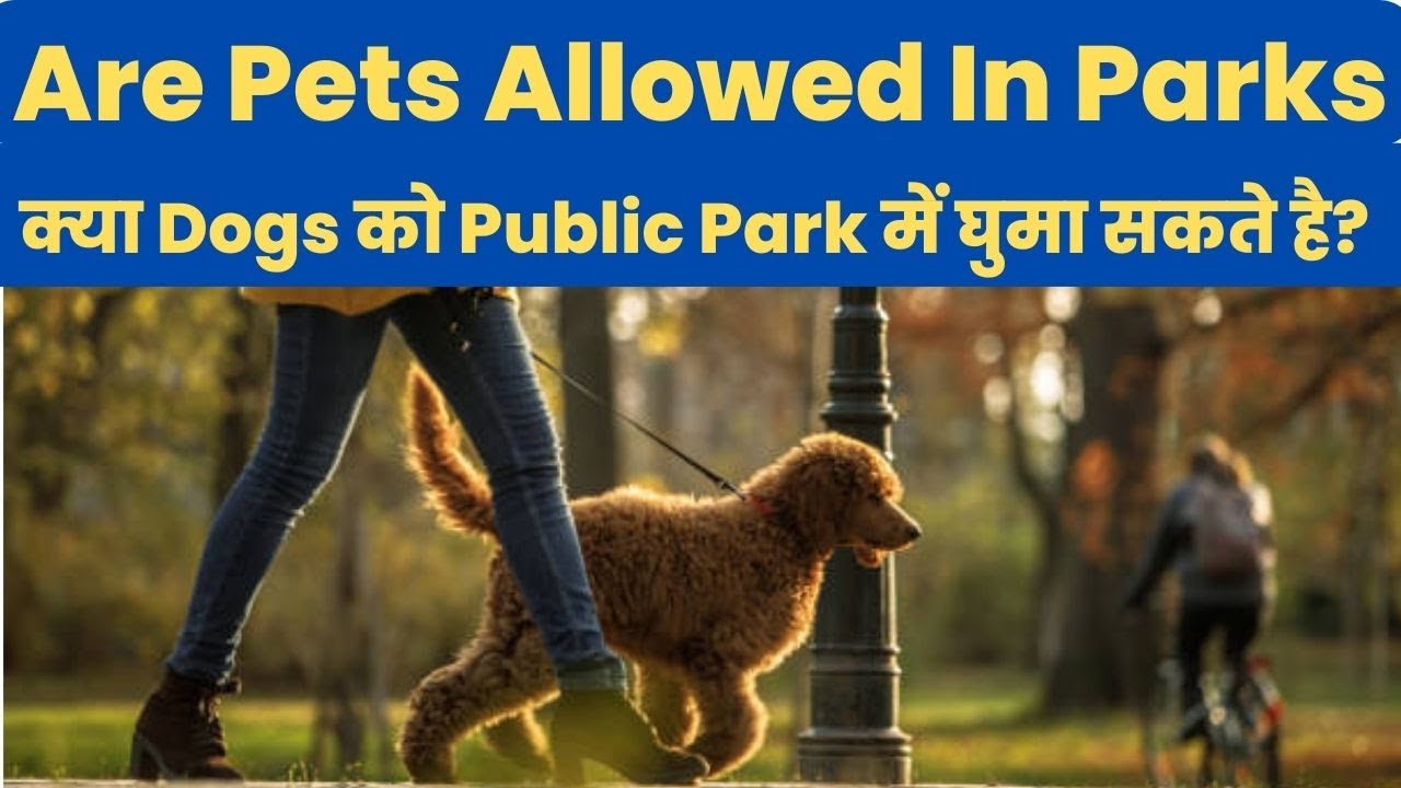 Are Pet Dogs Allowed In Public Park Or Not What Are The Guidelines For are-pet-dogs-allowed-in-public-park-or-not-what-are-the-guidelines-for