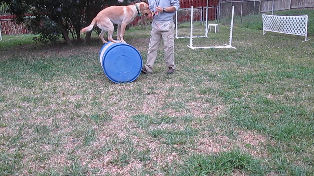 Foster lab Ryder barrel rolls - YouTube
