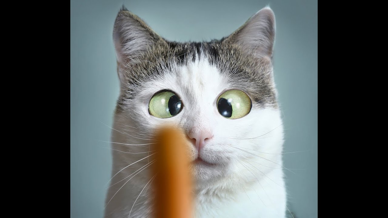 Videos de RISA de GATOS Chistosos - Animales - Gatos Graciosos 2019 ...
