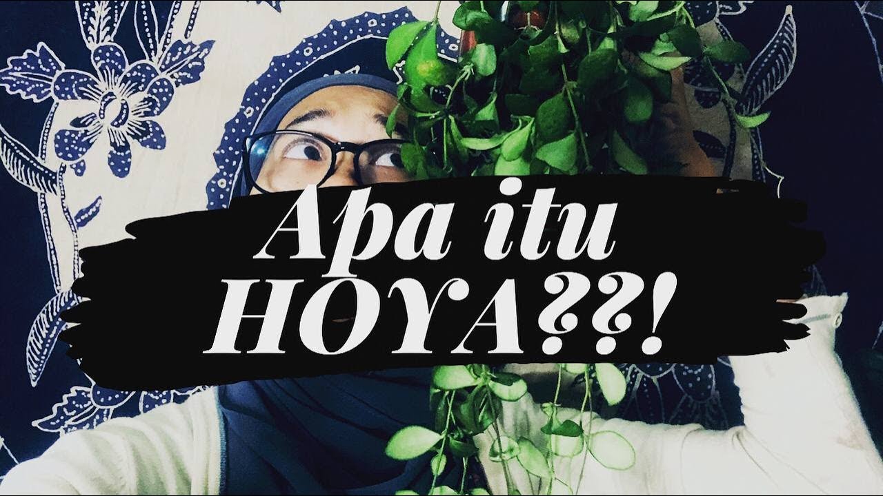 What Is HOYA and What is HOYA Plant?? - My Hoya Haul Collection as a ...