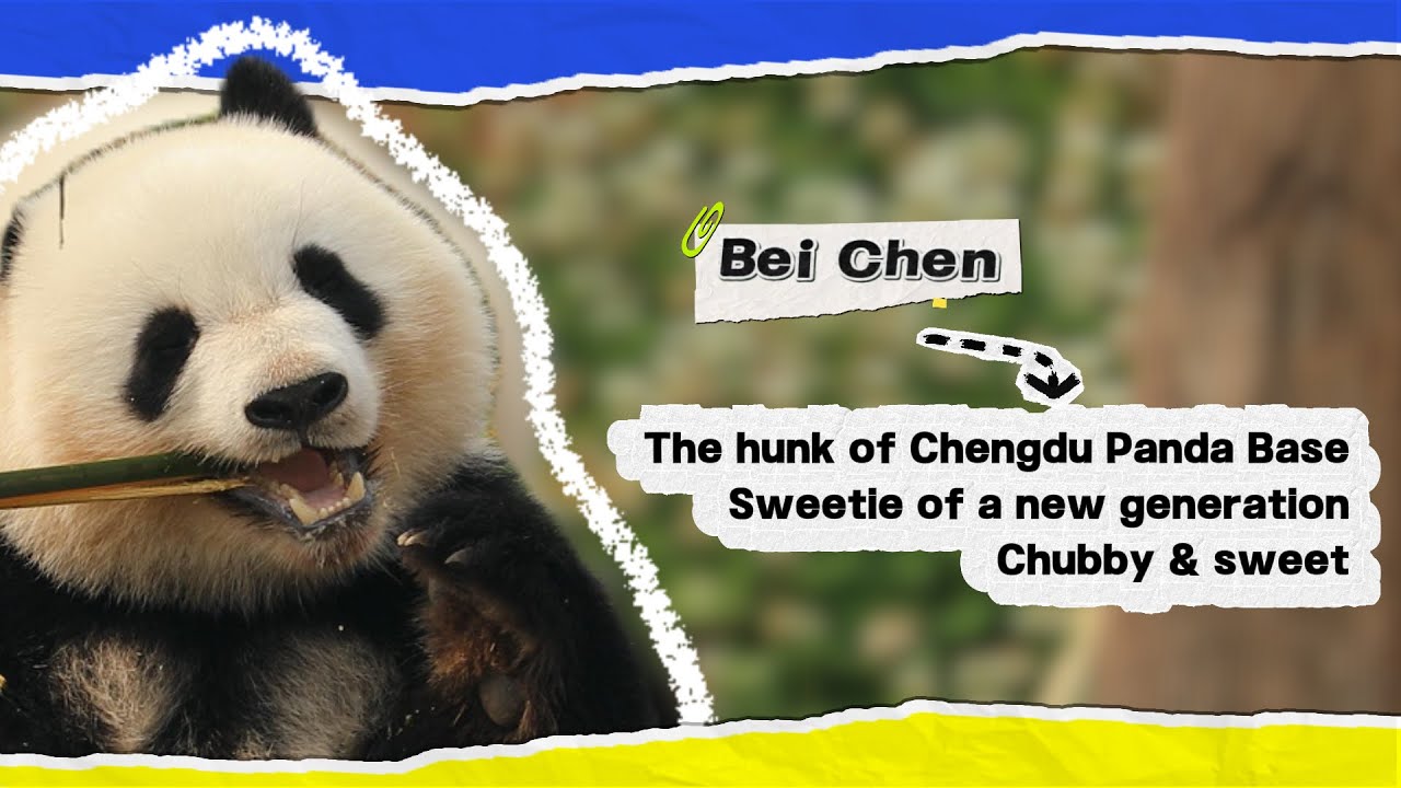 Panda Chat Group: Bei Chen’s Personal Profile | iPanda - YouTube