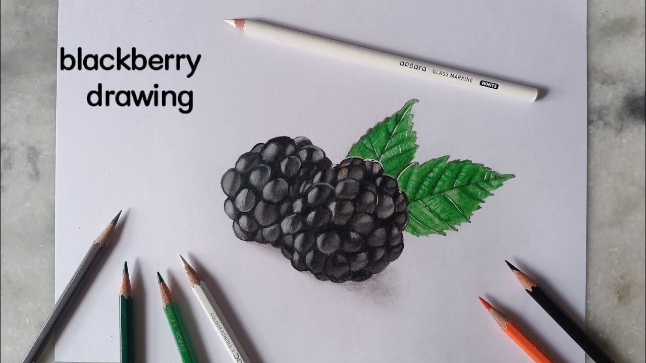 Blackberry drawing with coloured pencils#fruitdrawings ...
