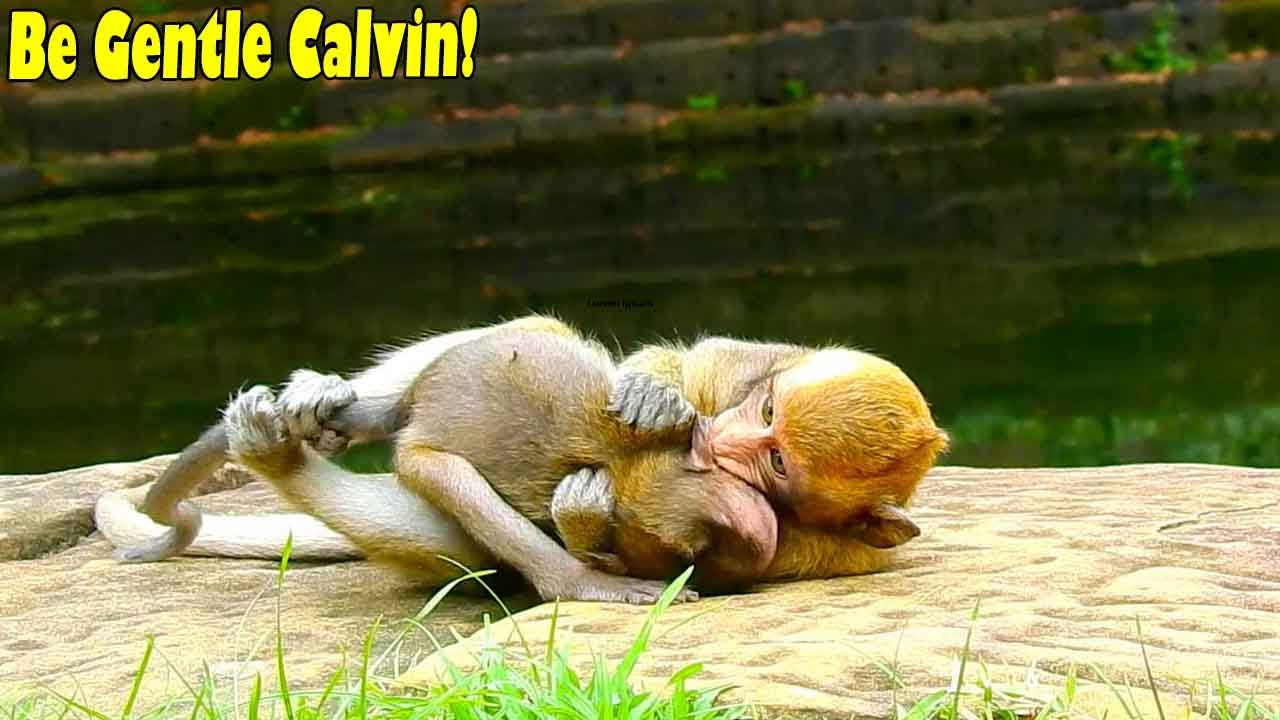 Be Gentle Calvin! Baby Ronnie P-layed Hard With Monkey Calvin Next To ...