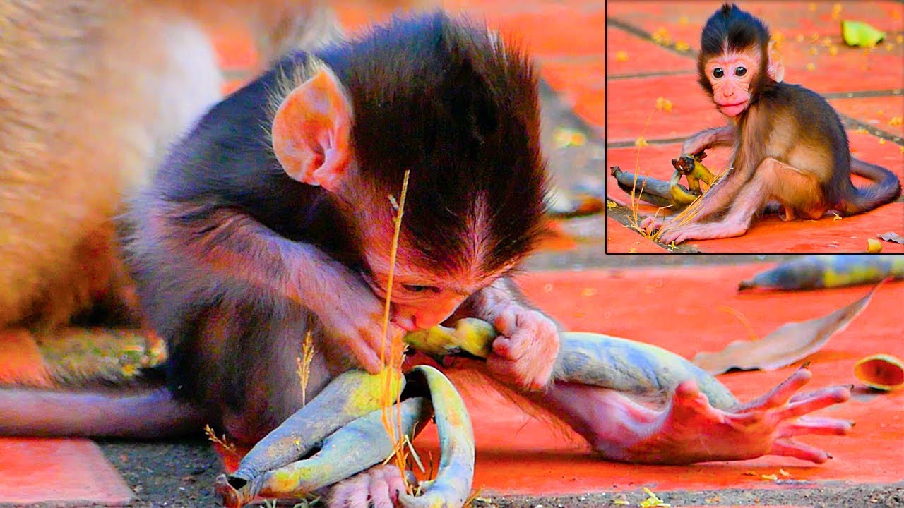 Cute baby monkey Mandy is very active and tries to eat extra. - YouTube