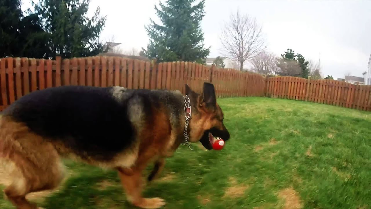 GoPro: German Shepherd - YouTube