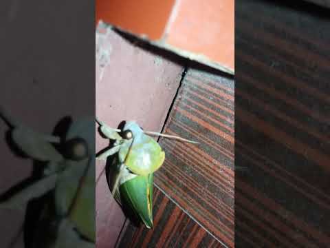 Batter fly - YouTube