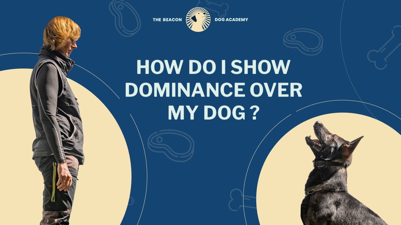 How Do I Establish Dominance Over My Puppy