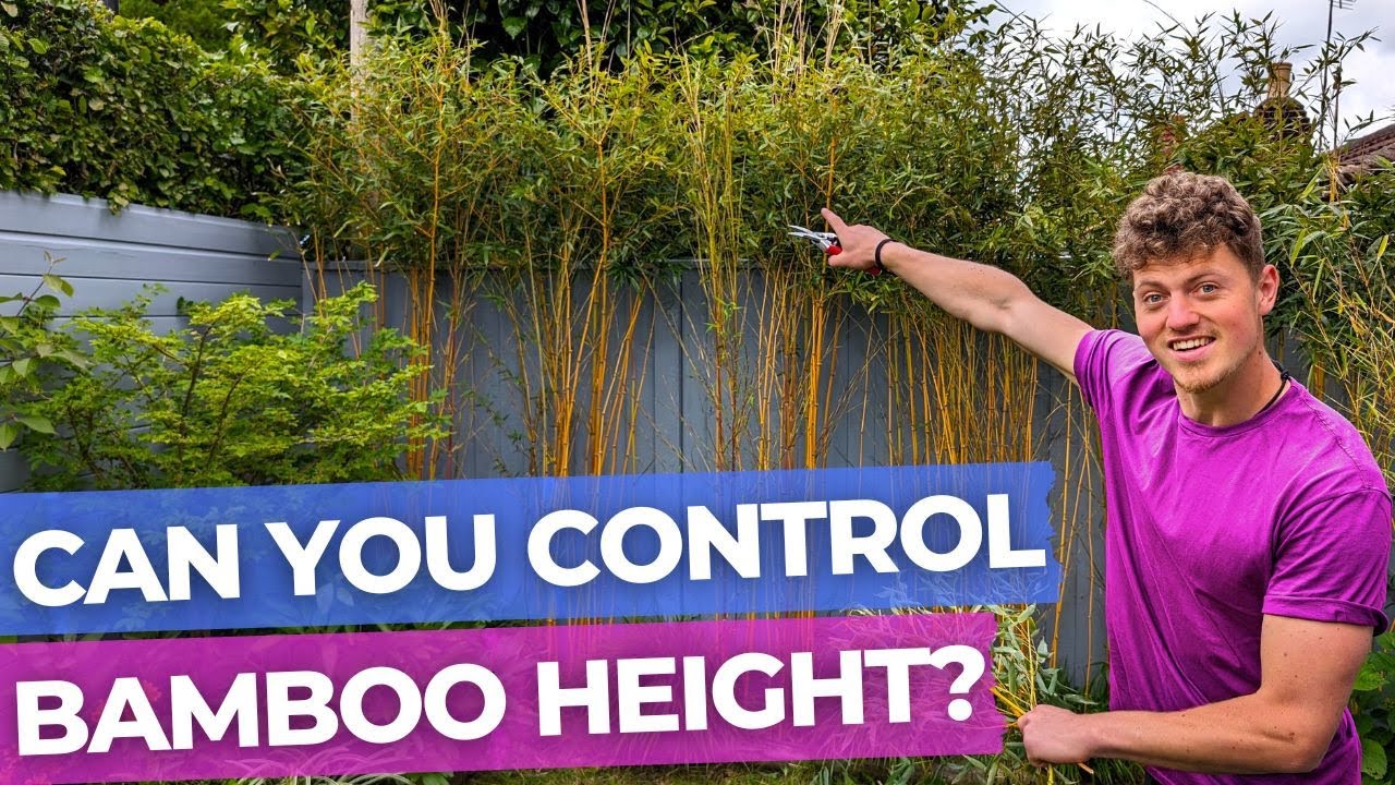 How to Reduce the Height of Bamboo | In Depth Tutorial - YouTube