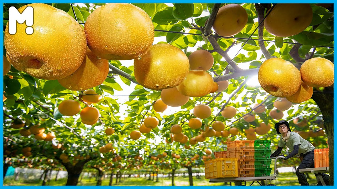 🍐 Japan Most Expensive Pear - Pears Farming and Harvesting - Pear ...