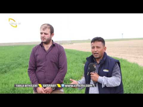 Tarla Bitkileri - Buğdayın Toprak Hazırlığı ve Ekim İşlemleri Nasıl Yapılır?