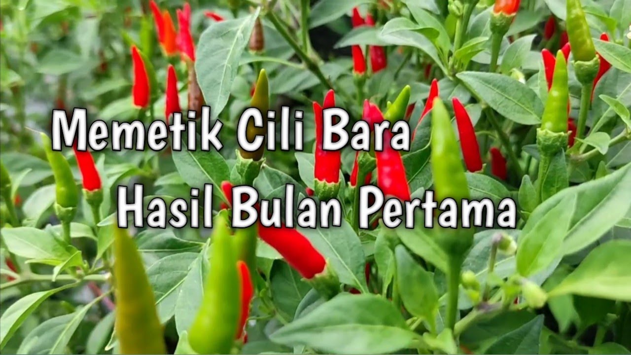 Hasil tuaian Cili Bara yg pertama sebanyak 56pokok boleh dpt berapa kg ...