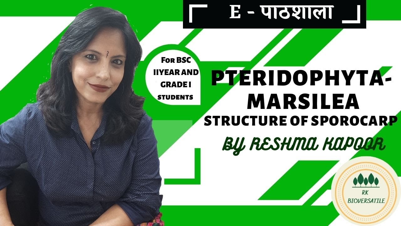 Marsilea : Life Cycle ( Reproduction Part - 3 ) - YouTube