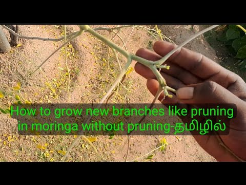 How to fall off the leaves in moringa tree without pruning explained in ...