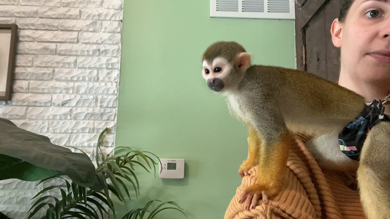 Ollie The Monkey Eating Freeze Dried Turkey #freezedry #harvestright # ...